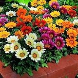 tipi di fiori - Fiori delle piante