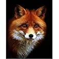 PPTRTYQ Paint by Numbers for Adults Children Aggrieved Fox animal art ...