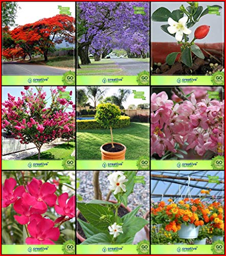 Buy Creative Farmer High Germination Combo Tree : Jacaranda Mimosafolia ...