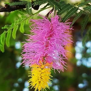 WoFLoo Live Plant - Shami Banni Tree Sacred Flowering Medicinal Tree ...