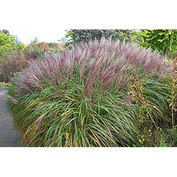Red Maiden Grass 15 Seeds, Miscanthus Sinensis, Plume Grass: Amazon.co ...