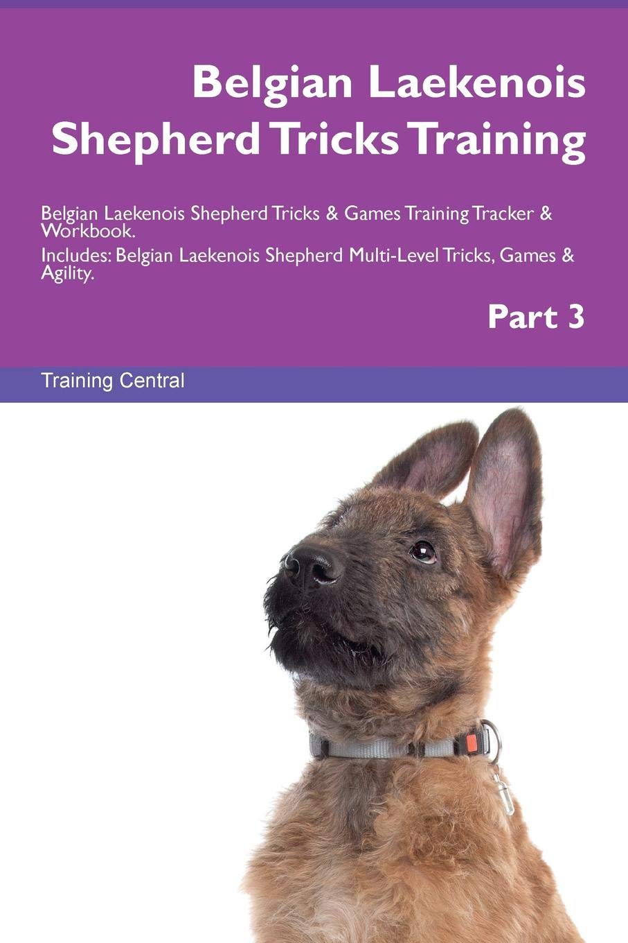 The Rising Trend of Pets in the Workplace - Dogs.co.uk
