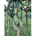 GreenWorld Special Sweet Amrapali Mango,Aam,Amba Fruit Healthy (GRAFTED ...