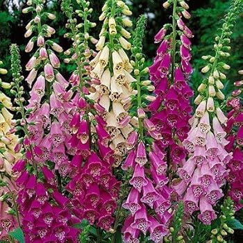 Pack x6 Dwarf Foxglove Digitalis 'Foxy Mixed' Cottage Garden Plug ...