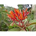 Siam Garden SCARLET FIREBUSH Live Plant Shrub Hamelia patens Florida ...