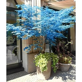 Japanese Blue Maple/Maple ? 10 Seeds ? Tree & Bonsai * RARE *: Amazon ...