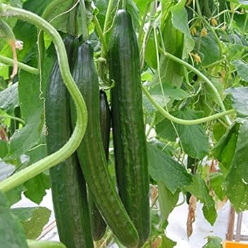 Suttons - Cucumber (All Female) Seeds - F1 Bella: Amazon.co.uk: Garden ...
