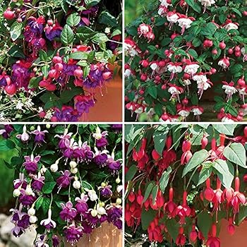 Trailing Fuchsia Mixed Collection 10 plug plants: Amazon.co.uk: Garden ...