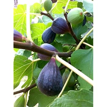 FICHI ALBERO DA FRUTTO ALBERO FICO PIANTA DI FICO "DOTTATO" FRUTTA ...