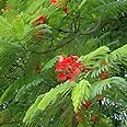 25 Semillas de Flamboyán Rojo - (Delonix Regia): Amazon.es: Jardín