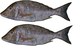 Fresh Sheri Local Whole Cleaned 1 kg Approx.