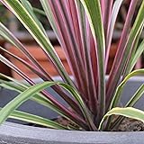 Cordyline 'Festival Raspberry' Cabbage Palm Fragrant Outdoor Evergreen ...
