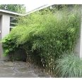 Fargesia Robusta - Live Clumping Bamboo Plant - Non-Invasive & Fast ...