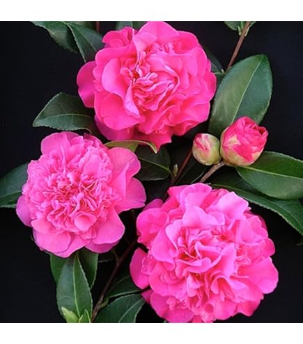 Camellia Williamsii Ruby Wedding