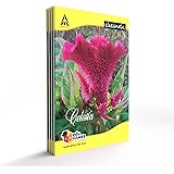 Classmate Notebook - Single Line, 172 Pages, 240 mm x 180 mm - Pack Of ...