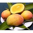 PYANABI Sindhu Mango Tree (Sindhu, Grafted, Seedless Mango) – Plant ...