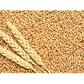 Green World DBW 327 Wheat Seeds for Agriculture & Farming (1 Kg x pack ...