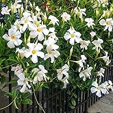 Hug A Plant | Pichi Poo (Jasminum angustifolium) Flowering/Ornamental ...
