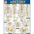 Anatomy - Reference Guide: a QuickStudy reference tool (Quick Study ...