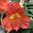 Alstroemeria Colorita Claire Outdoor Flowering Lilies Herbaceous ...