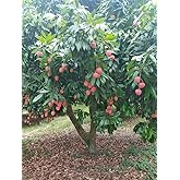 Thailand Litchi Plant Hybrid All Seasons (1-2 Ft) Sweet Tropica Rare ...