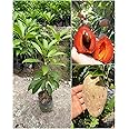 Native Earth® THAI SAPOTA CHIKU (Sapodilla) Zapote Chico Grafted Dwarf ...