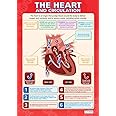 The Heart and Circulation | Science Posters | Gloss Paper measuring ...