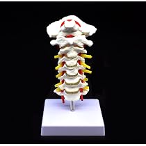 Brain Anatomy Model Evotech Lumbar Spine Anatomy Model With Sacrum And ...