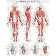 Muscular System-Laminated (Quick Study) : Perez, Vincent: Amazon.es: Libros