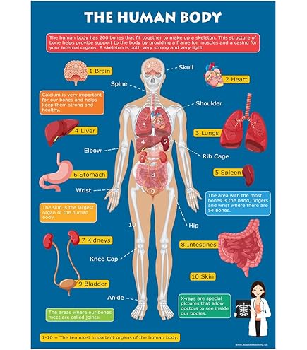 Organs Of The Human Body Diagram For Kids Montessori Human Body Model