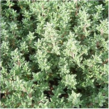 Wilder Thymian - Thymus vulgaris (100 Samen): Amazon.de: Garten