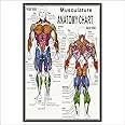 Muscular System Anatomical Poster Muscle Anatomy Chart Anatomical Chart ...