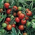 Tomato red Alert Bush Seed by Thompson and Morgan : Amazon.co.uk: Garden