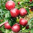 IXORA Apple Tropic Sweet Low Chill Variety Grafted Seb Fruit Live ...