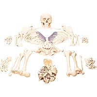 Myaskro® Bilateral Disarticulated Human Skeleton Model Disarticulated ...