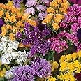 200 Statice Limonium Sinuatum Pacific Mix Seeds - Mixed Colours - 200 ...
