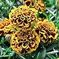 French Marigold Seeds 'Colossus' Tagetes patula Half-Hardy Annual Giant ...