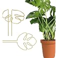 2 Pflanzenstütze Monstera,Monstera Rankhilfe,Rankhilfe Monstera,Calla ...