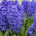 Carbeth Plants - 30 x Hyacinth Blue Trophy Spring Bulbs - Highly ...