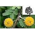 SRI SAI FORESTRY Babul Acacia Nilotica Tree Seeds, Babool Seed, Fast ...