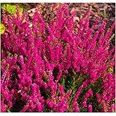 GrowOn Shrubs [x4] Scottish Heather Calluna Vulgaris 'Spring Cream ...