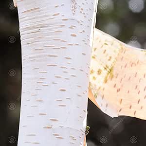 Betula utilis ‘Snow Queen’ | Snow Queen Birch | Ornamental Garden Tree ...