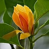 Yellow Swarna Champa Orange Golden Swarna Champa Sonchafa Flower ...