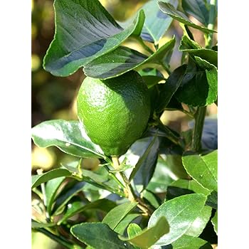 Lime Tree (Citrus latifolia) Tahiti Lime: Amazon.co.uk: Garden & Outdoors