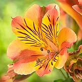 Alstroemeria Colorita Claire Outdoor Flowering Lilies Herbaceous ...