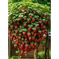 70 SEMI di FRAGOLA RAMPICANTE : Amazon.it: Giardino e giardinaggio