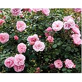 Gurveplantationi Live Climbing Rose Plant – Fragrant Vining Rose for ...