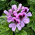 Carbeth Plants - Orange Fizz Scented Geranium - Pelargonium in 10.5cm ...
