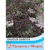Daucus Carota Purple Kisses Seeds