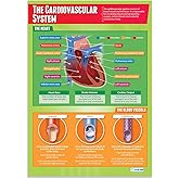 The Respiratory System PE Poster - EXTRA LARGE - A1 (850mm x 594mm ...
